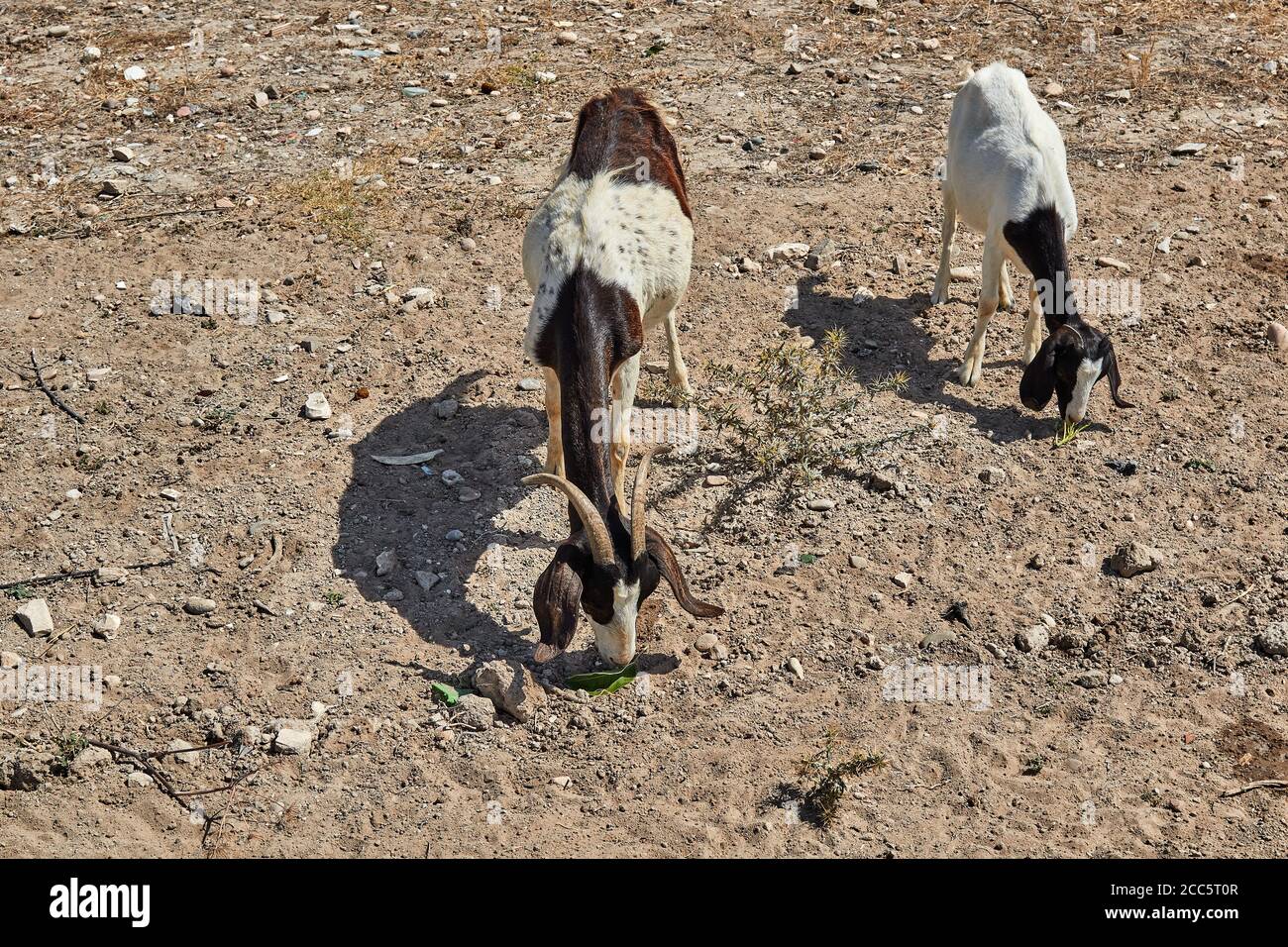Muster of goats Stock Photo - Alamy
