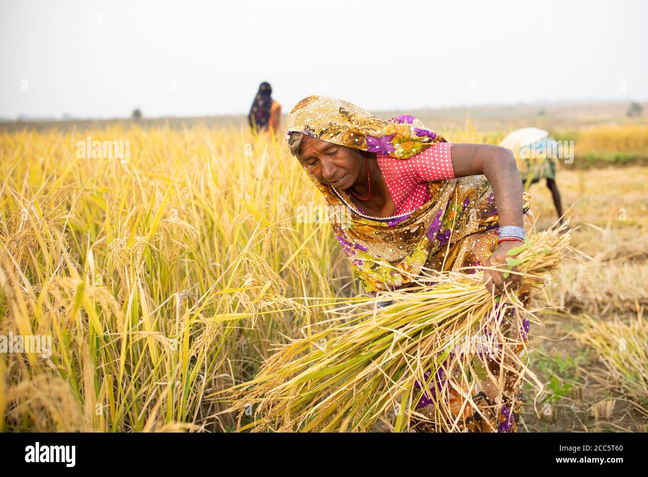 Bushel of rice hi-res stock photography and images - Alamy