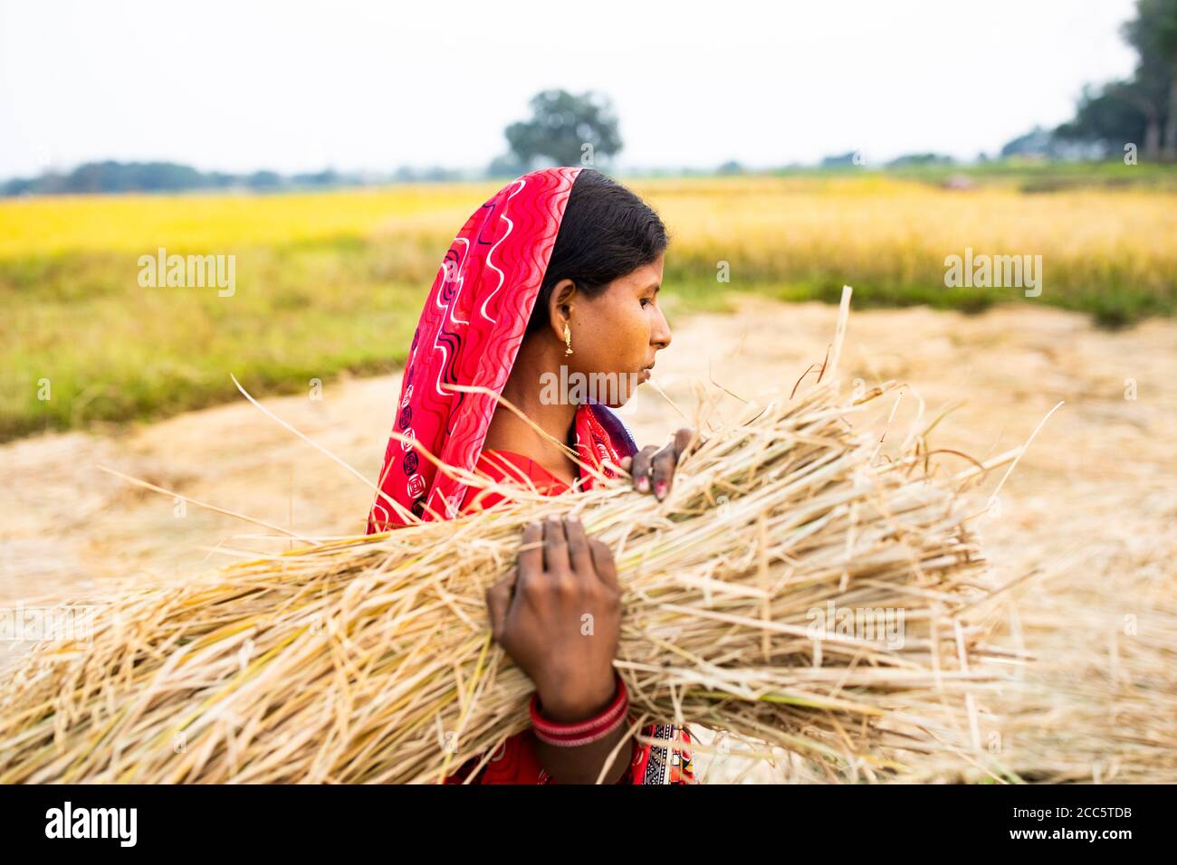 Woman rice farmer harvesting stalks of rice grain in rural Bihar, India ...