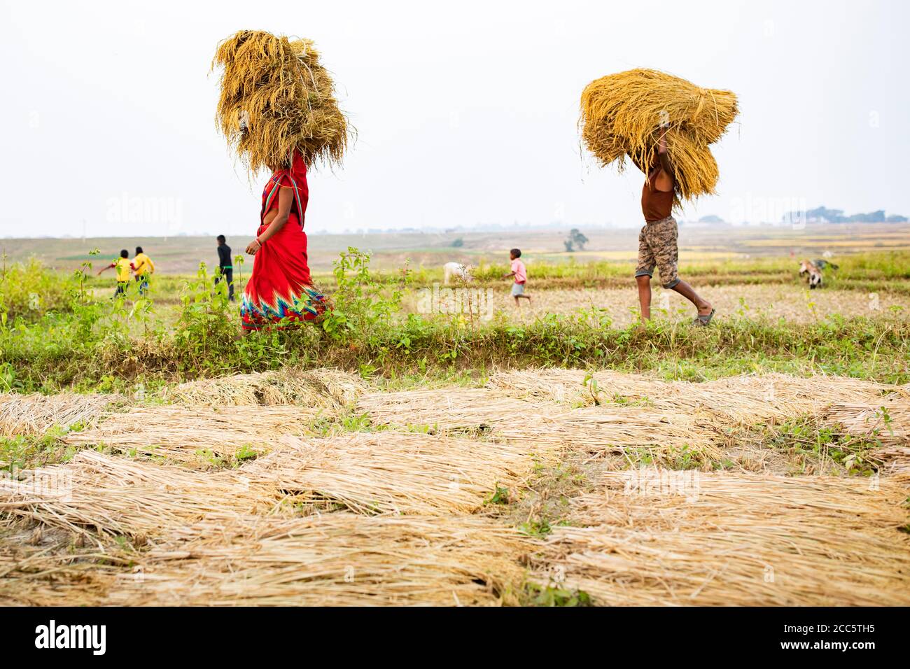 Rice farmers carry bundles of harvested rice grain stalks on their head ...