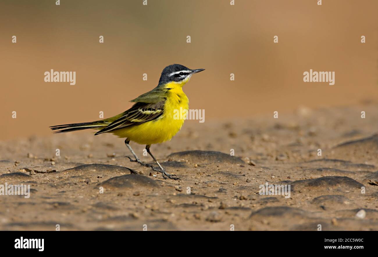 Adult male Blue-headed Wagtail (Motacilla flava flava) Photographed in Israel in March Stock ...