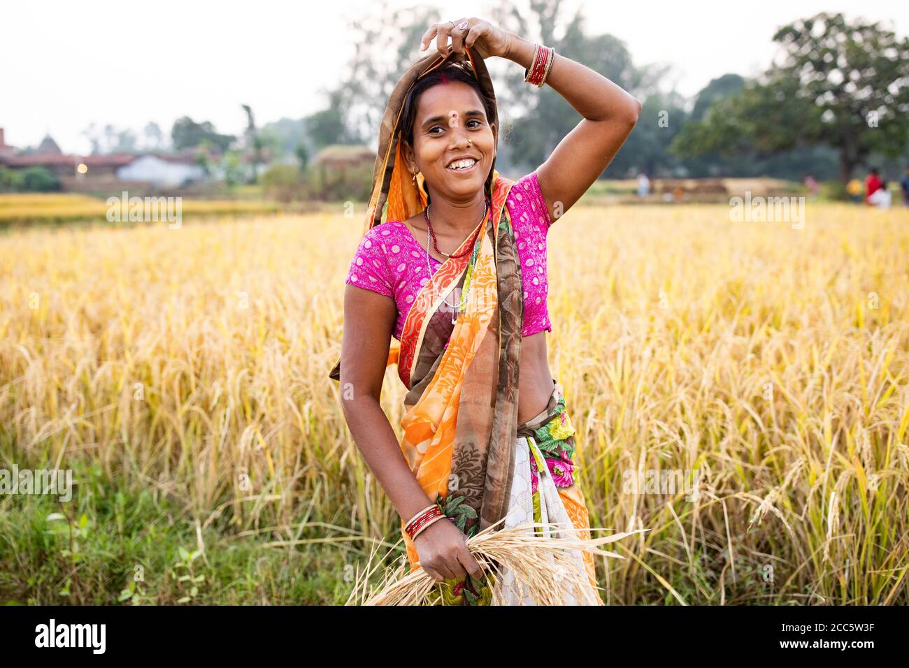 Woman rice farmer harvesting stalks of rice grain in rural Bihar, India ...