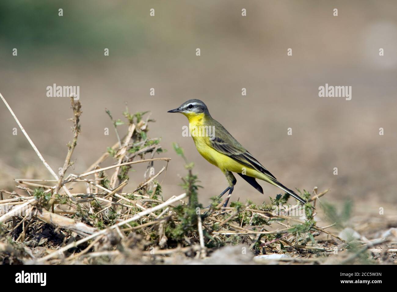 Adult male Blue-headed Wagtail (Motacilla flava flava) Photographed in Israel in March Stock ...