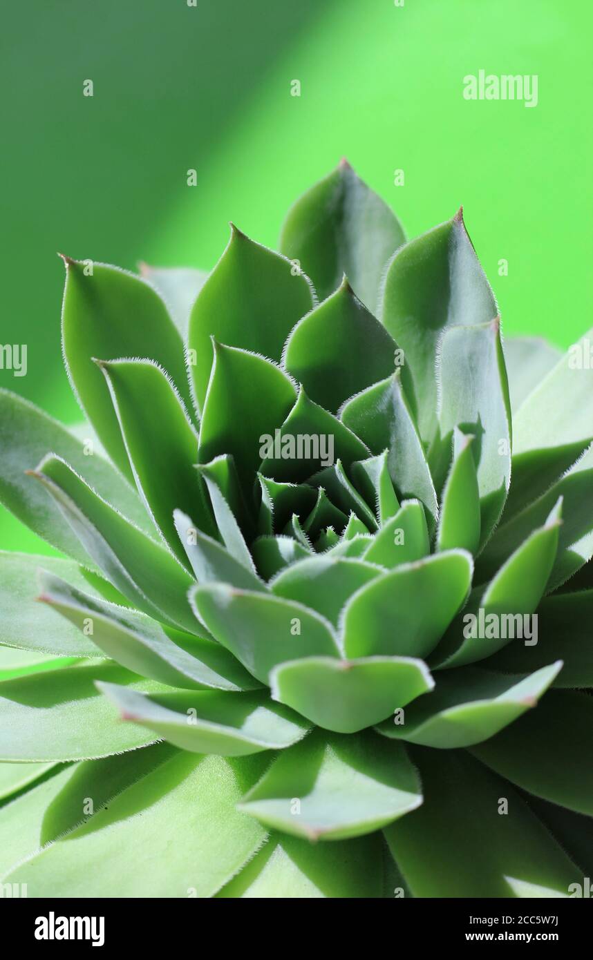 Live forever plant hi-res stock photography and images - Alamy