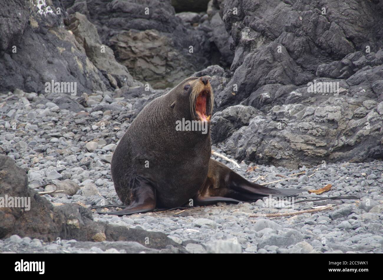 Seals seal colony. Te Araroa Trail route. Cape Palliser. North Island ...