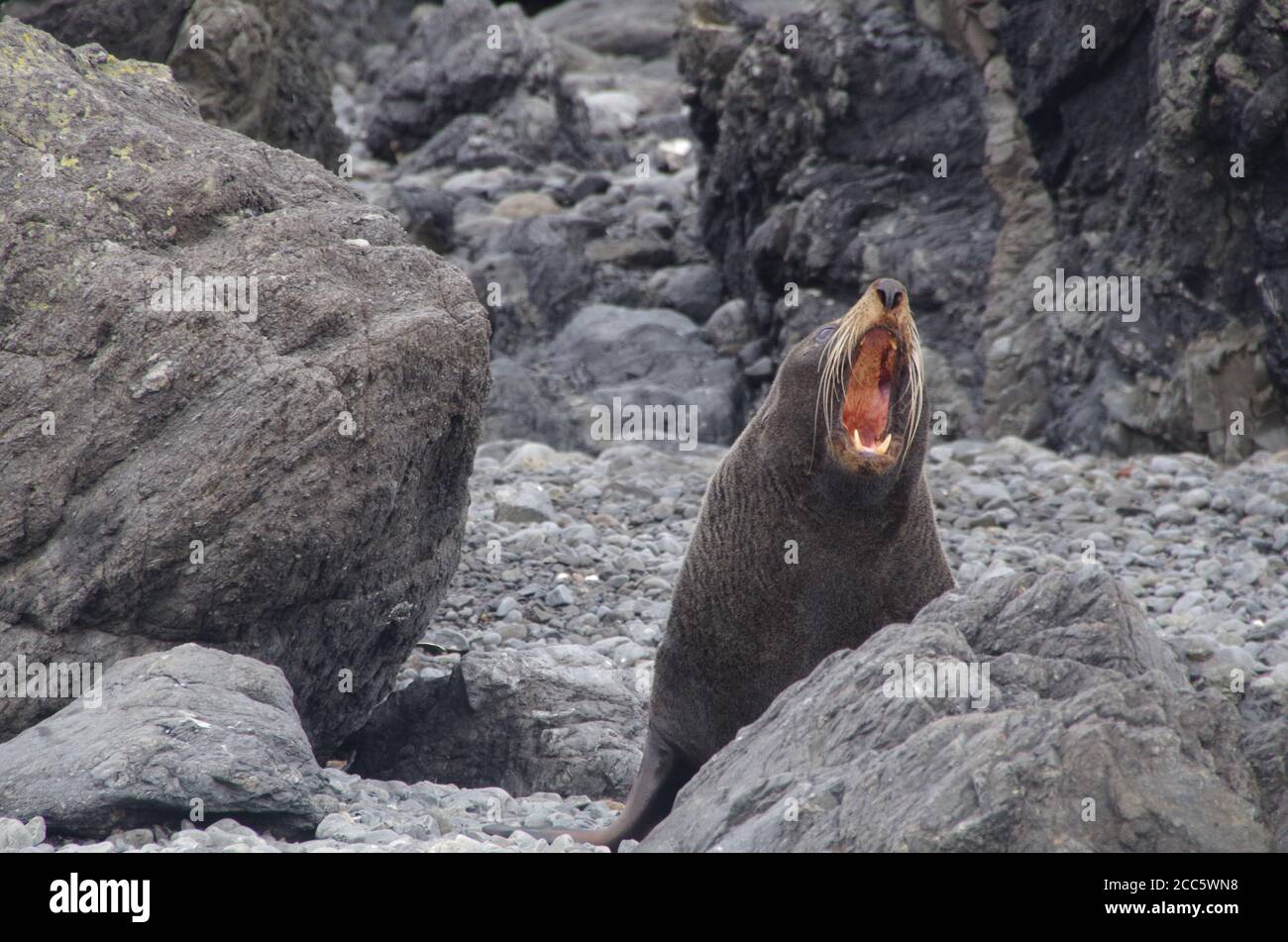 Seals seal colony. Te Araroa Trail route. Cape Palliser. North Island ...