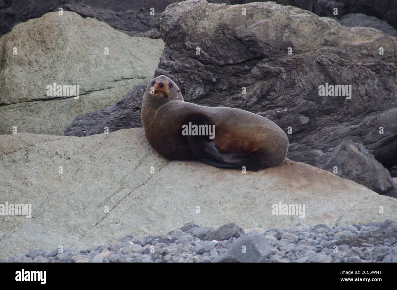 Seals seal colony. Te Araroa Trail route. Cape Palliser. North Island ...