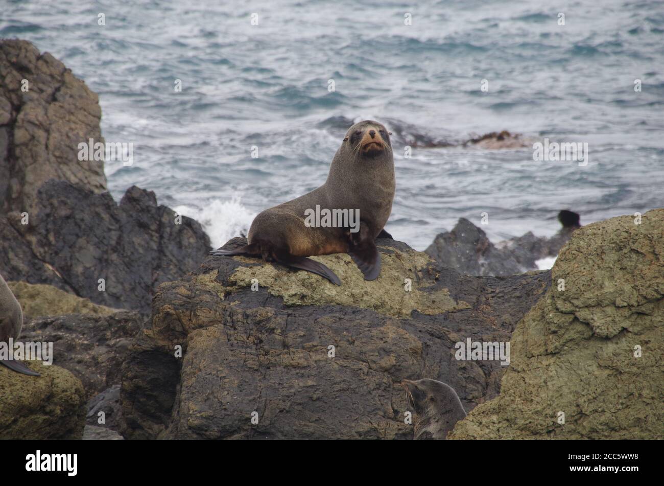 Seals seal colony. Te Araroa Trail route. Cape Palliser. North Island ...