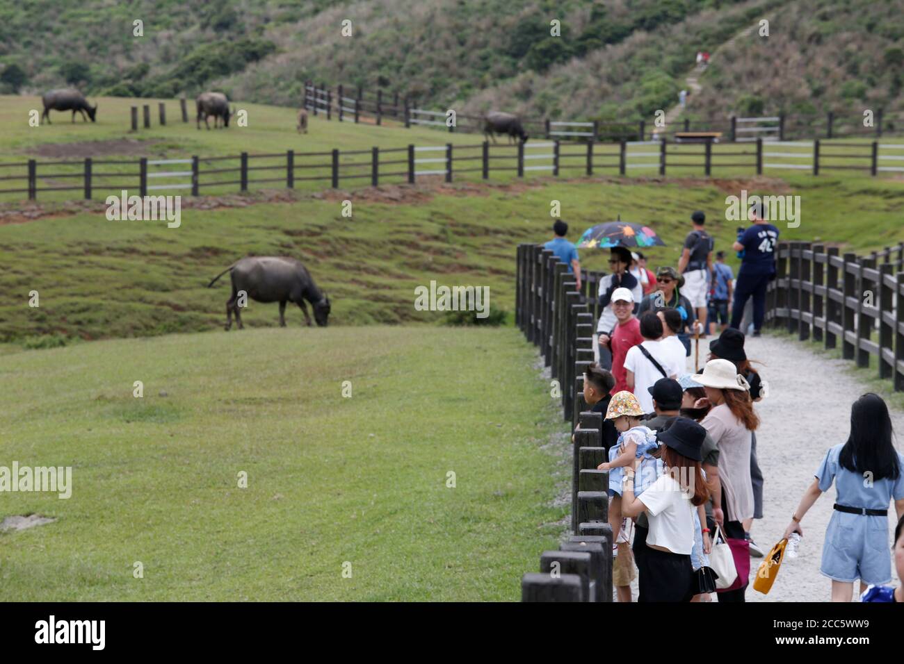 Wild cows in Qingtiangang, Taipei, Taiwan Stock Photo - Alamy