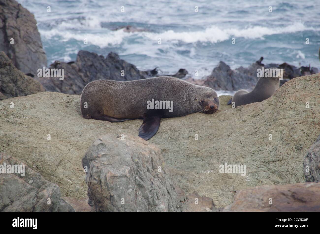 Seals seal colony. Te Araroa Trail route. Cape Palliser. North Island ...