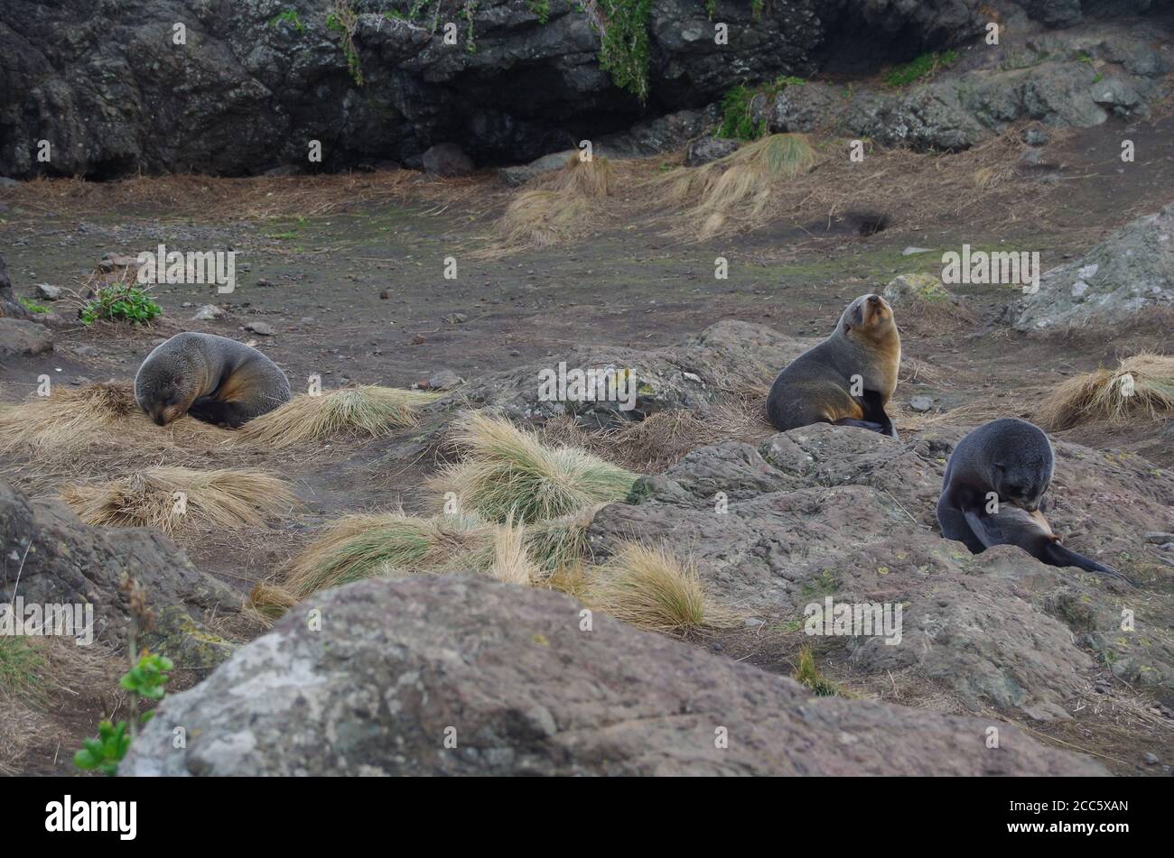 Seals seal colony. Te Araroa Trail route. Cape Palliser. North Island ...