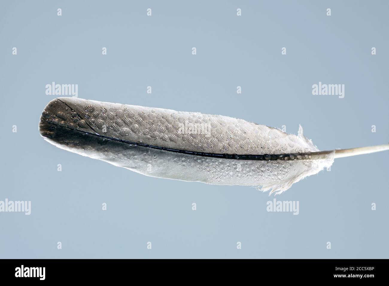 Light blue grey hi-res stock photography and images - Alamy