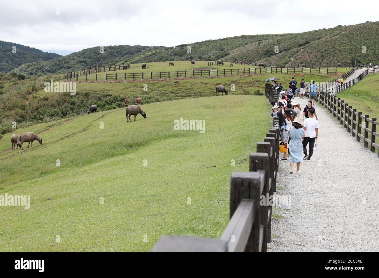 Wild cows in Qingtiangang, Taipei, Taiwan Stock Photo - Alamy