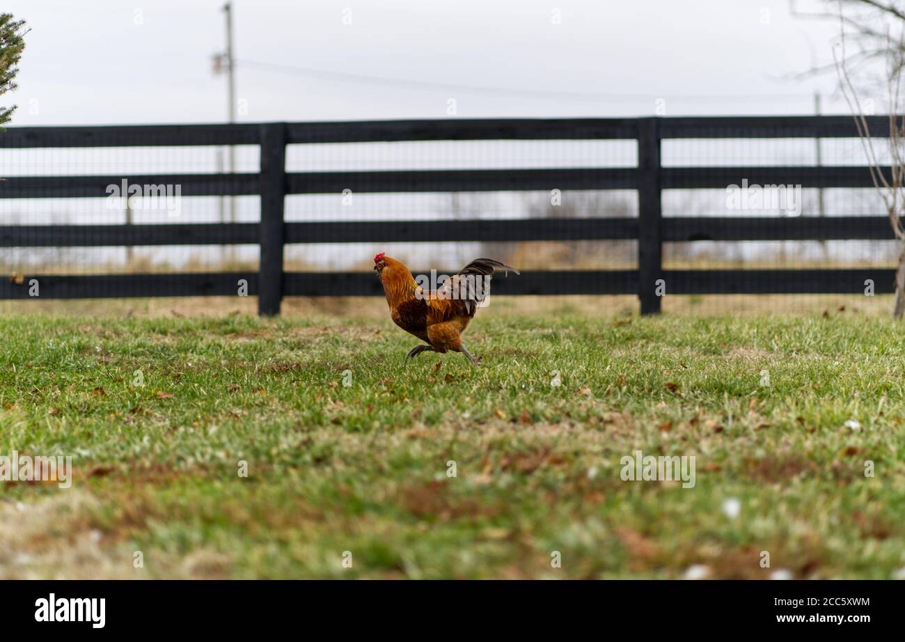 Rooster on farm Stock Photo - Alamy