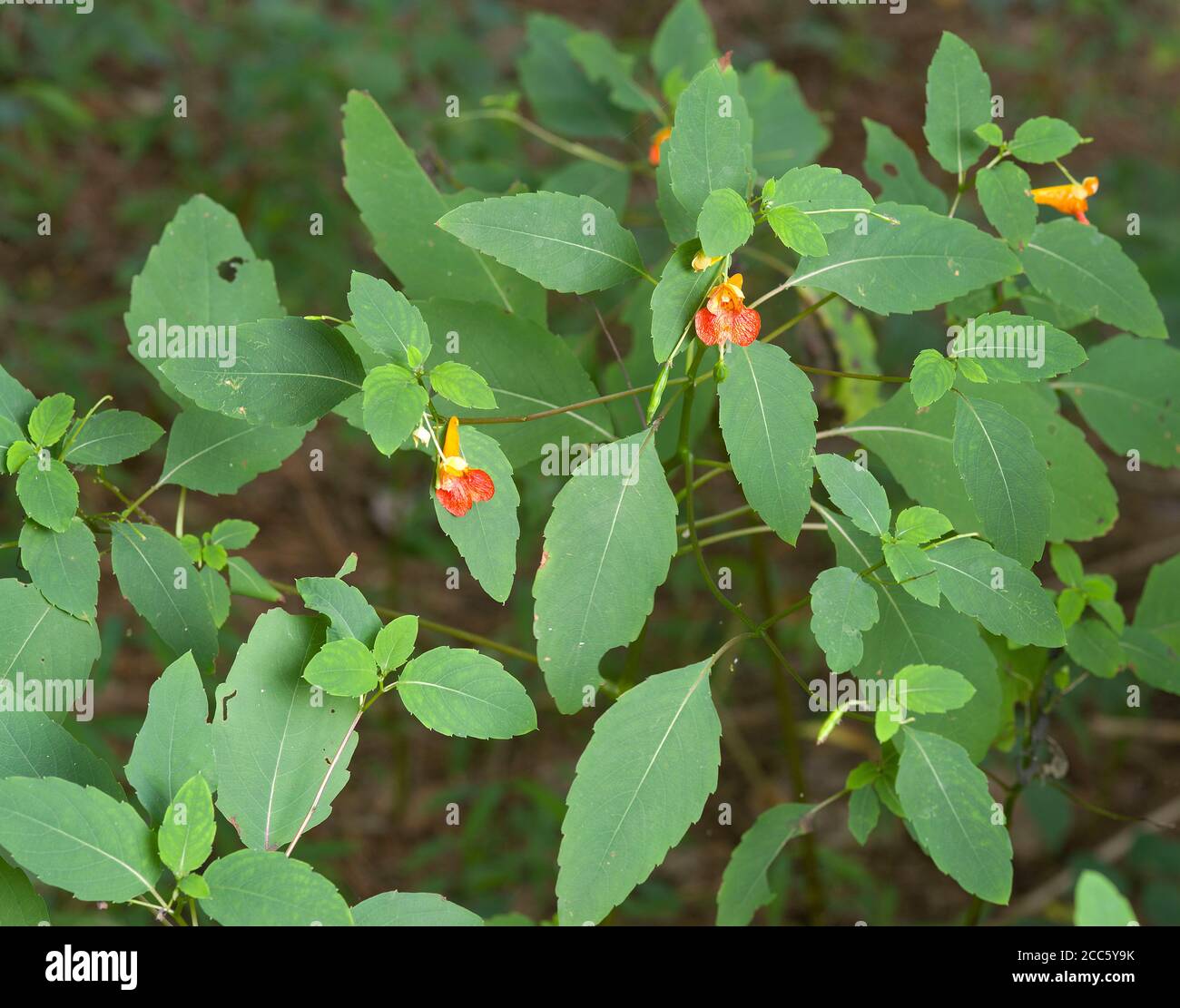 Jewelweed orange balsam impatiens capensis hi-res stock photography and ...