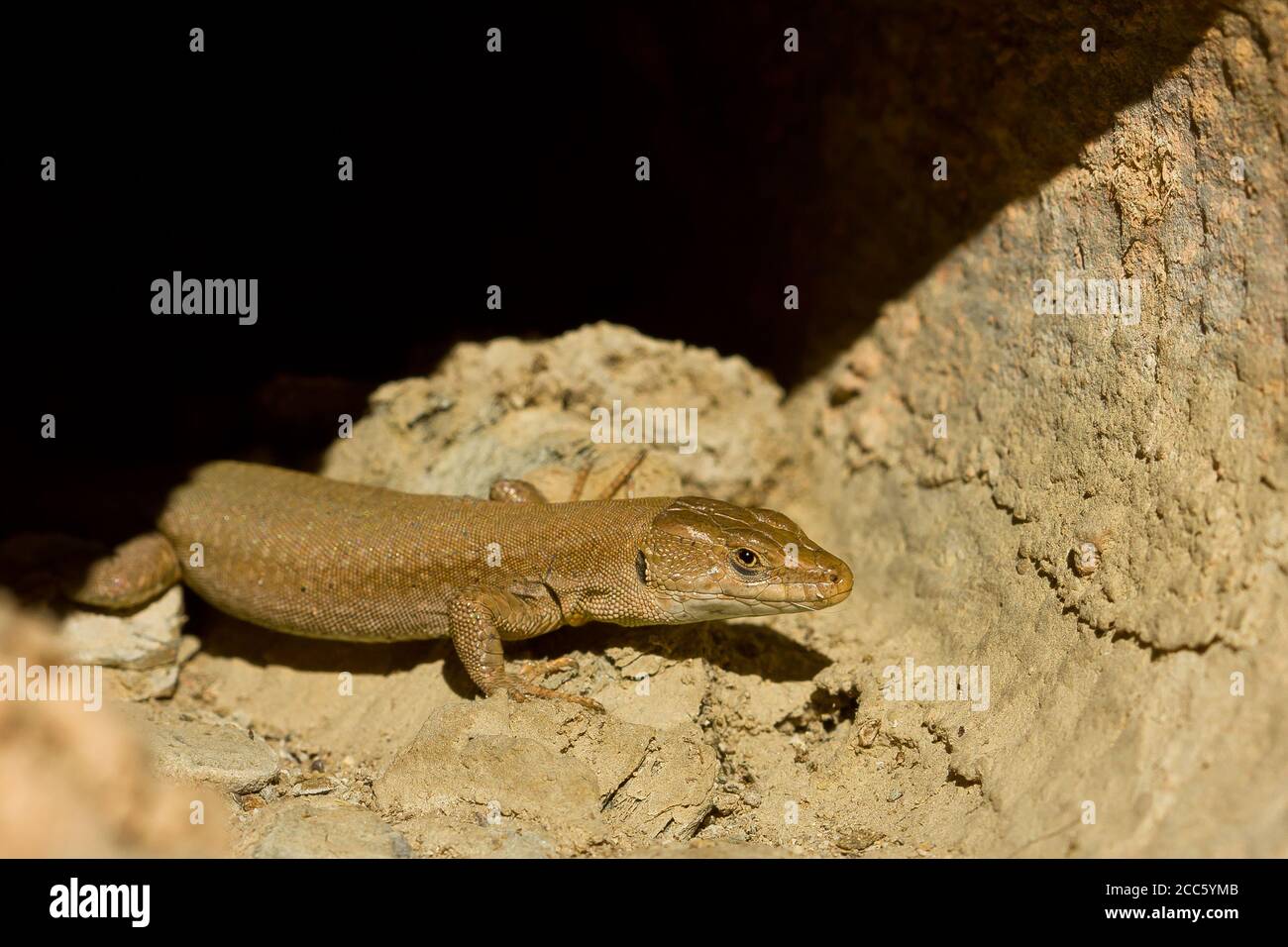 Closeup shot of Podarcis Liolepis lizard Stock Photo - Alamy