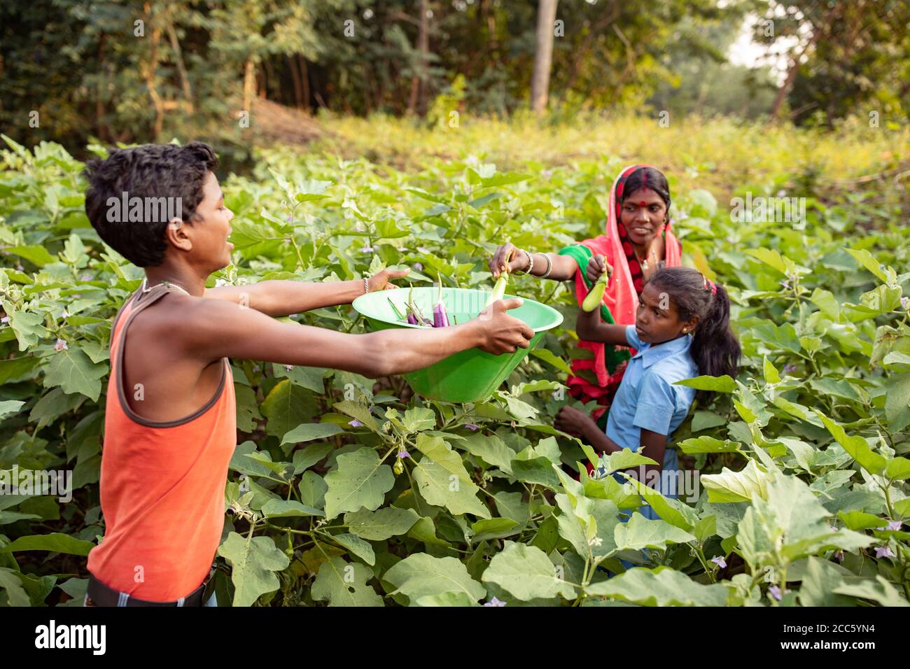 A family pick eggplants together on their farm in a rural village in ...