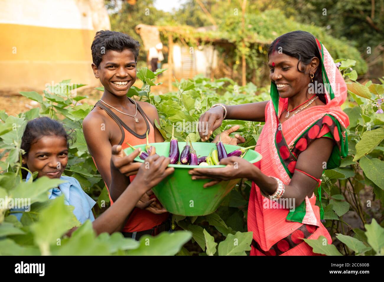 A family pick eggplants together on their farm in a rural village in ...