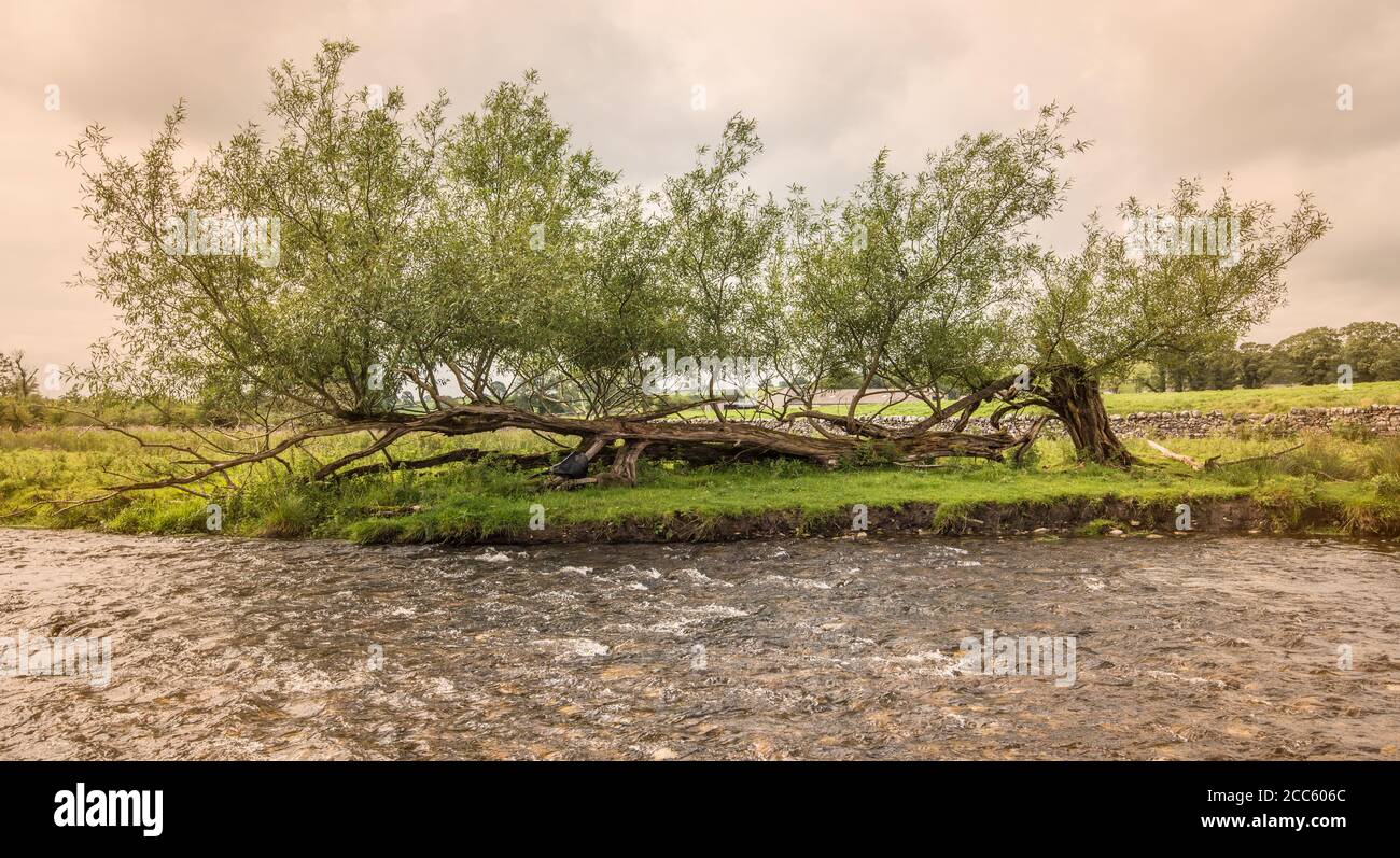 Regenerated tree hi-res stock photography and images - Alamy