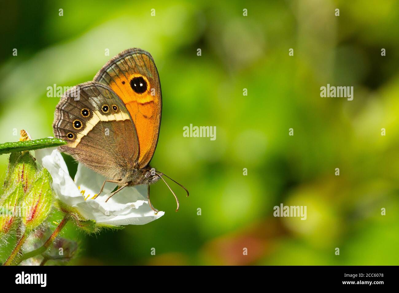 Pyronia Bathsheba, the Spanish gatekeeper, on white flower Stock Photo ...