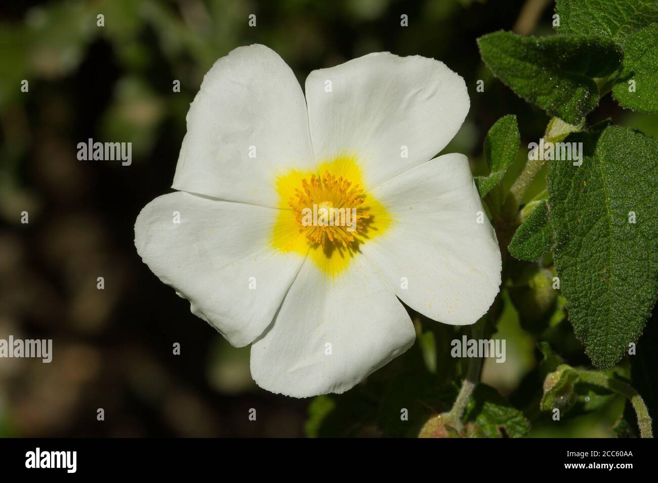 Closeup of a white rose flower in garden captured during the daytime ...