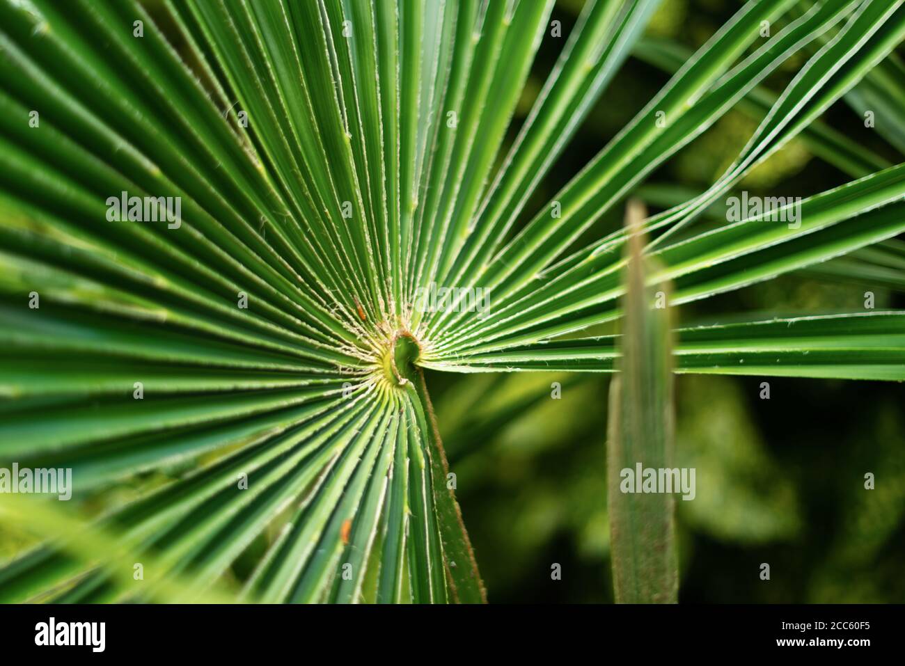 Plants with spiky leaves hi-res stock photography and images - Alamy