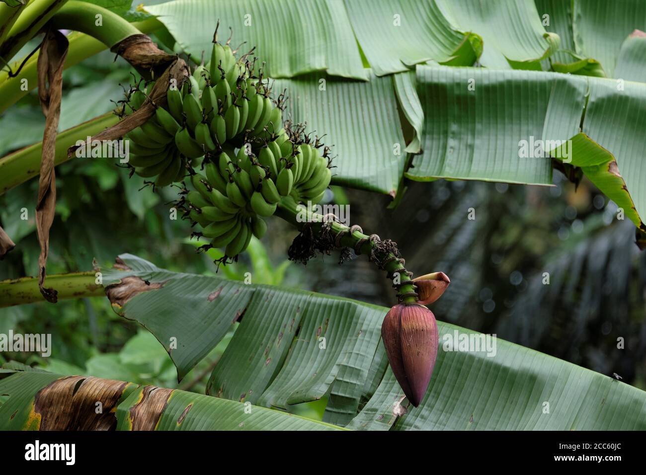 Banana inflorescence, partially opened Stock Photo - Alamy