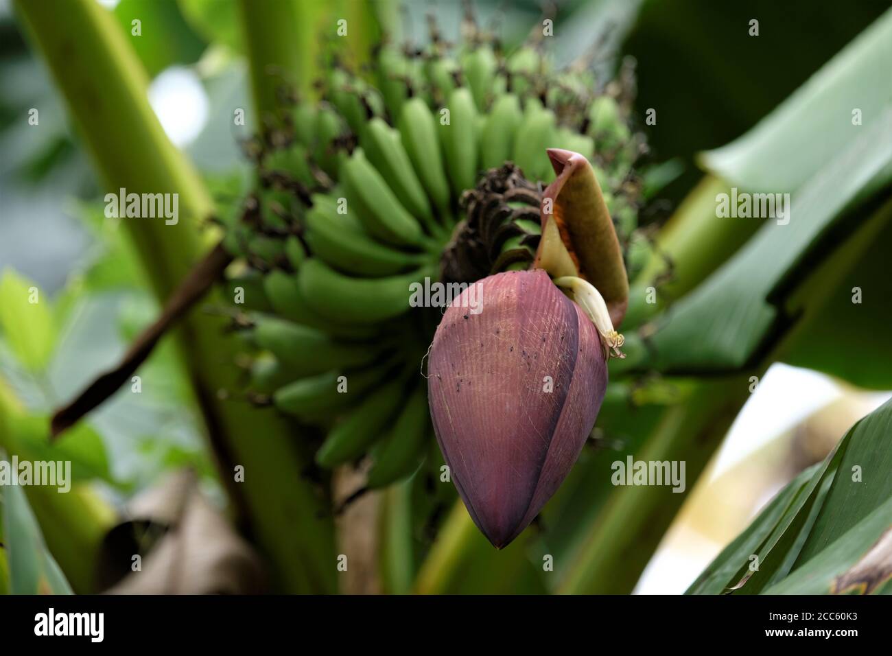 Hanging banana inflorescence hi-res stock photography and images - Alamy