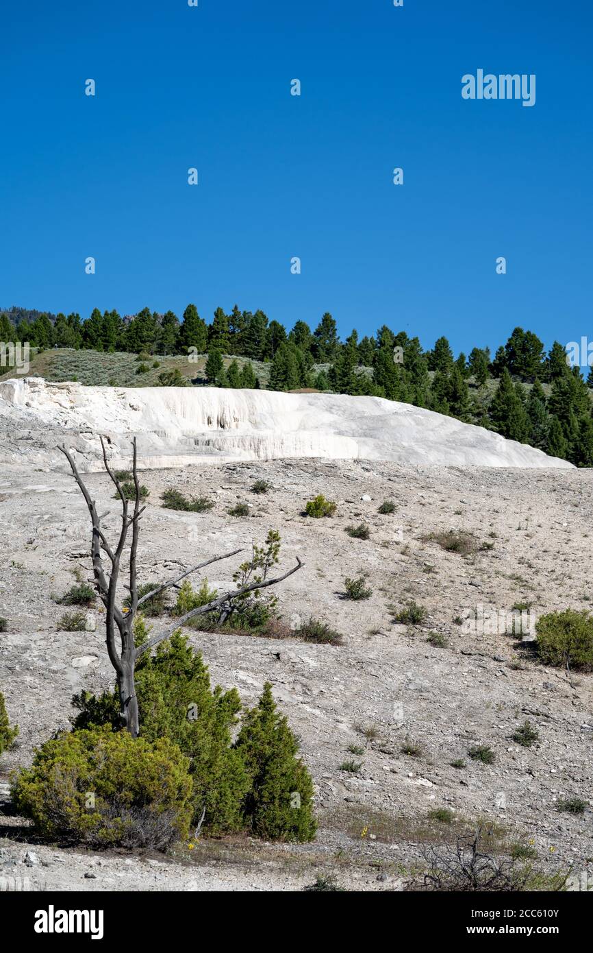 Tree and vegetation growing in the hot springs of Yellowstone National ...