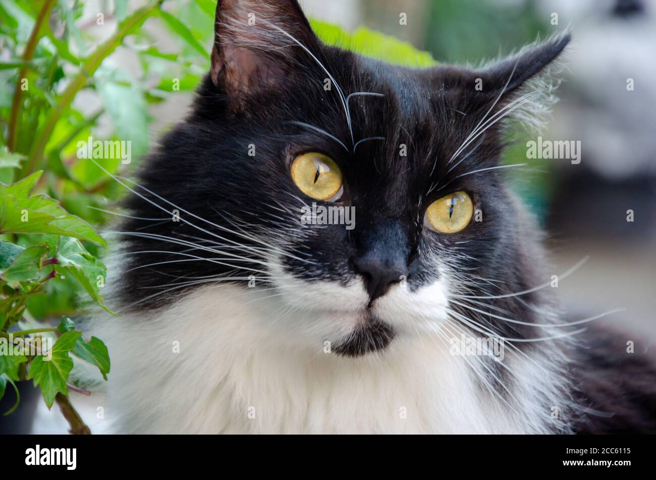 Tuxedo Kitten High Resolution Stock Photography and Images - Alamy