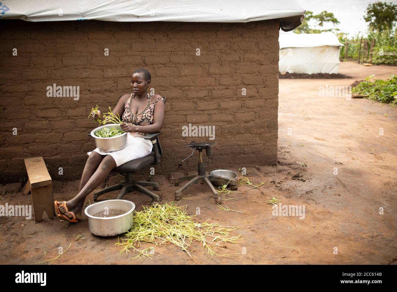 A young adult woman sitting in a discarded office chair removes leafy ...