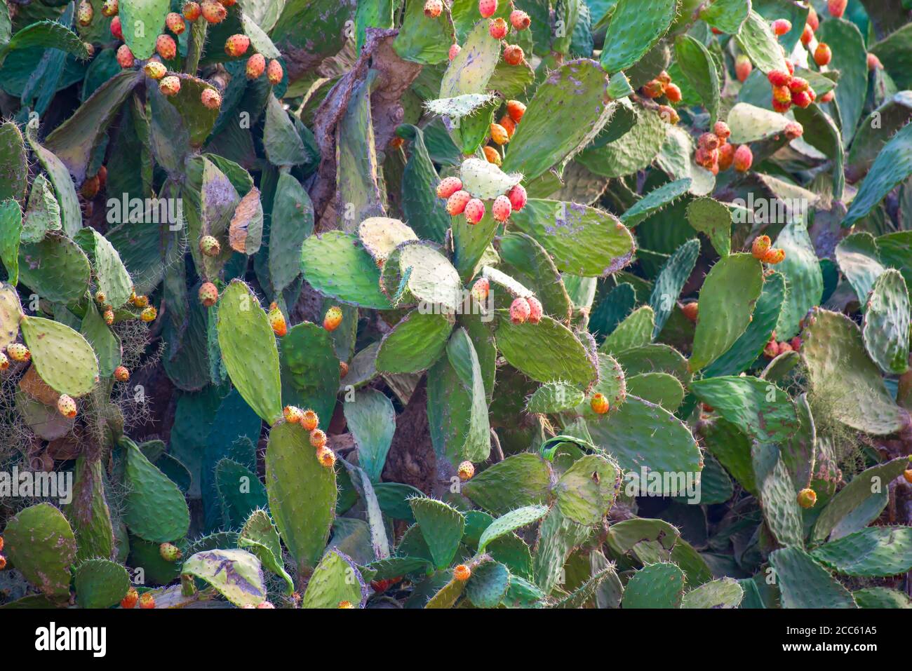 Fruit and plant of the Opuntia ficus-indica Cactus known as sabres or ...