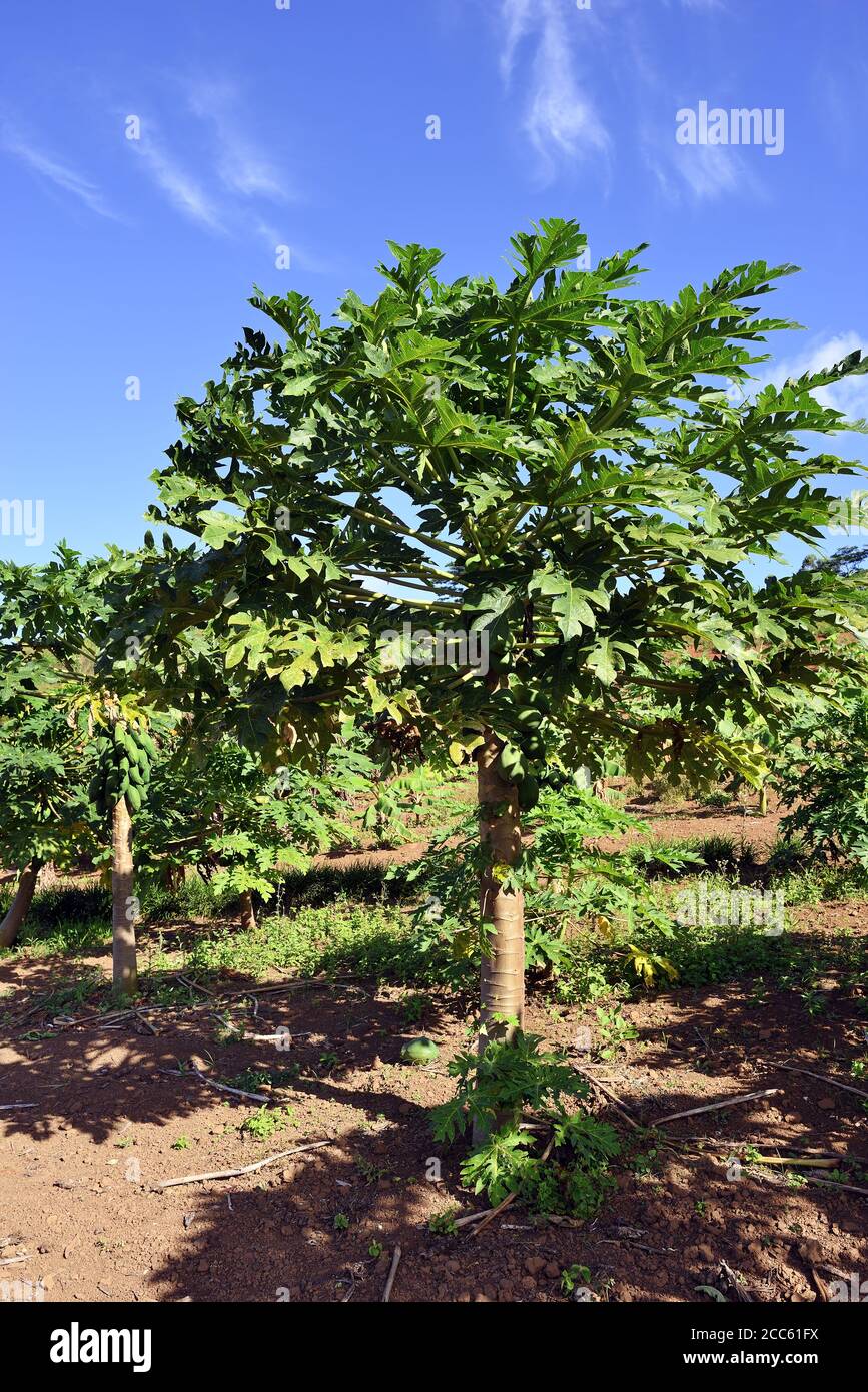 Papaya trees at farm. Mauritius island, Africa Stock Photo - Alamy