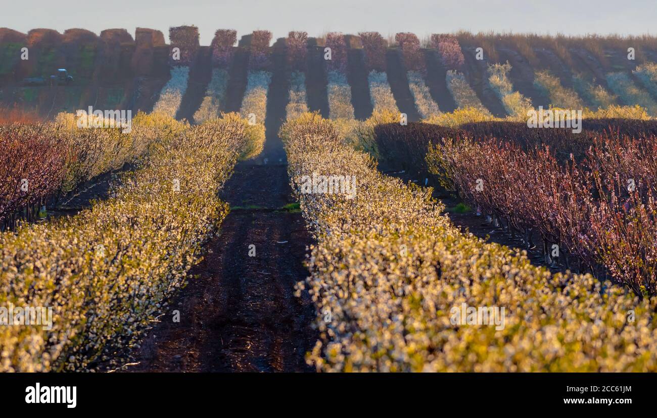 Israel, Upper Galilee, Hula Valley, agriculture, fields and crops Stock ...