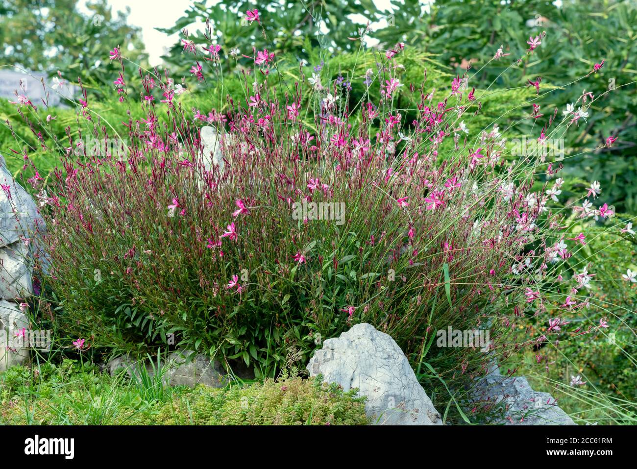 Sedum Album Coral Carpet or White Stonecrop Crassulaceae tufted ...