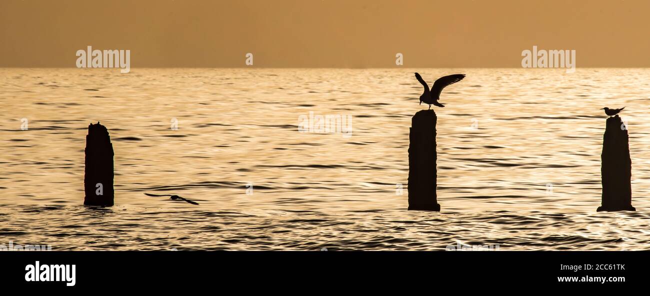 Weathered Poles in the Mediterranean sea the remains of a wharf ...