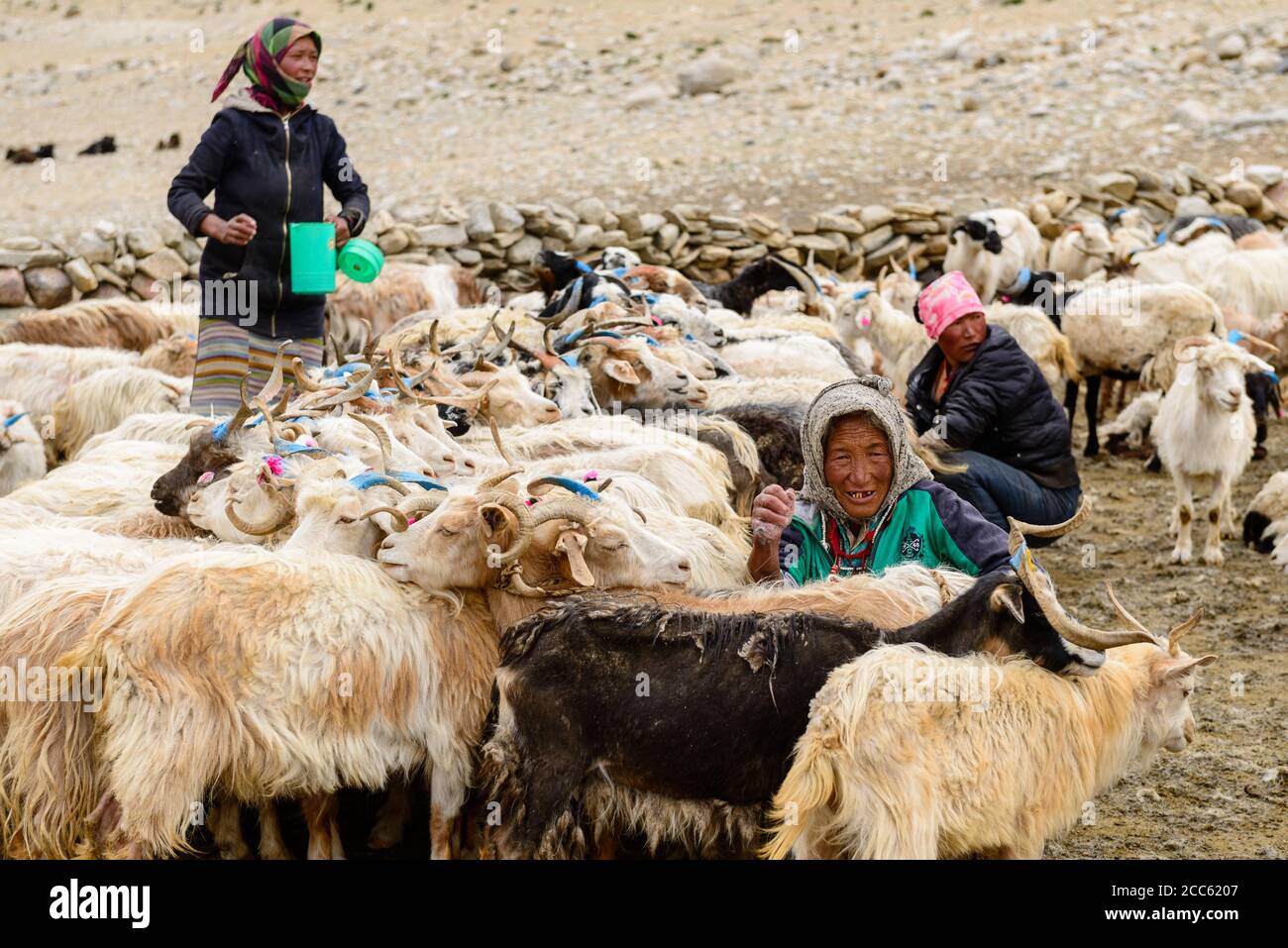 Changpa goats hi-res stock photography and images - Alamy