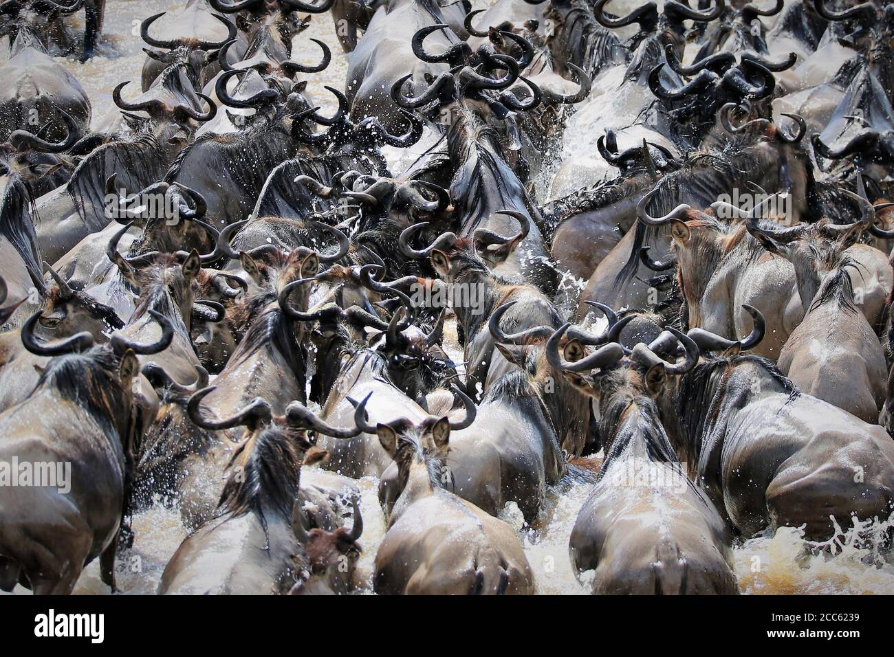 Annual wildebeest migration hi-res stock photography and images - Alamy