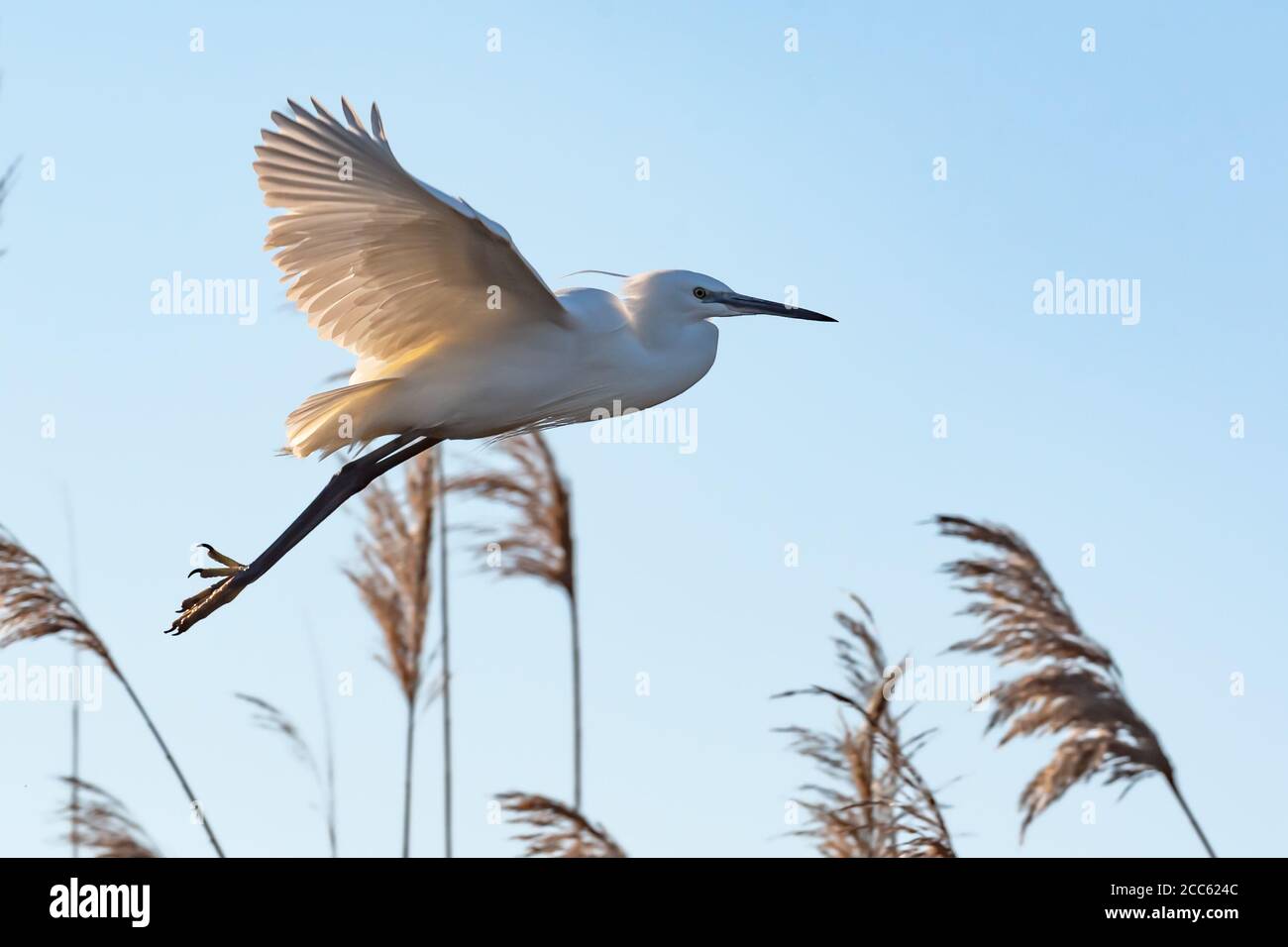 Little Egret (Egretta garzetta) This small white heron is native to ...