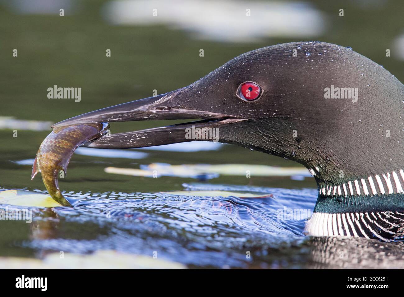 common loon or great northern diver (Gavia immer) fishing Stock Photo ...