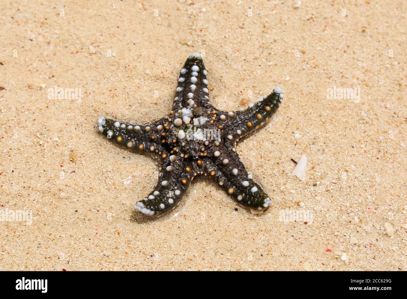 Star fish on beach - Zanzibar Stock Photo - Alamy