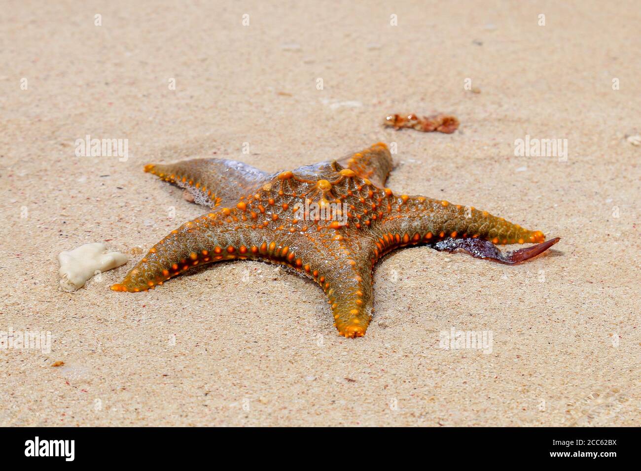 Star fish on beach - Zanzibar Stock Photo - Alamy