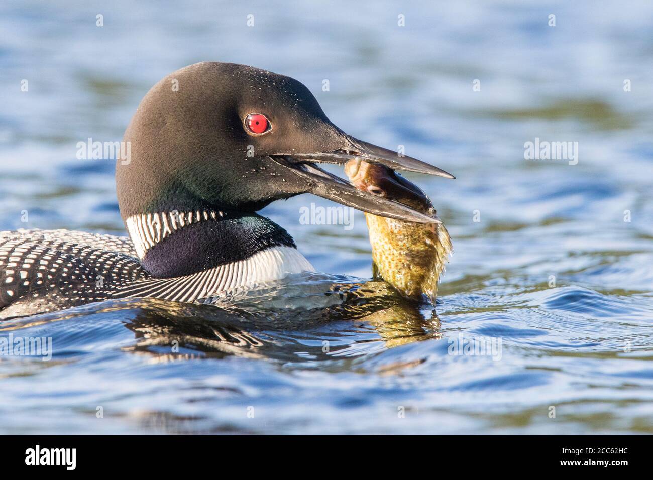 Muskoka loon hi-res stock photography and images - Alamy