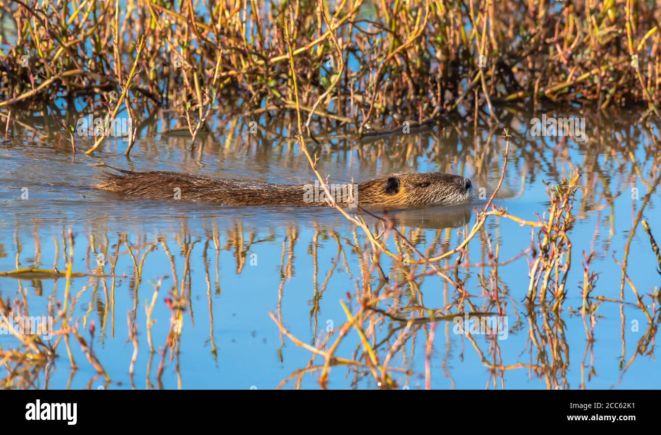coypu, or nutria (Myocastor coypus) swimming in water. Photographed in ...