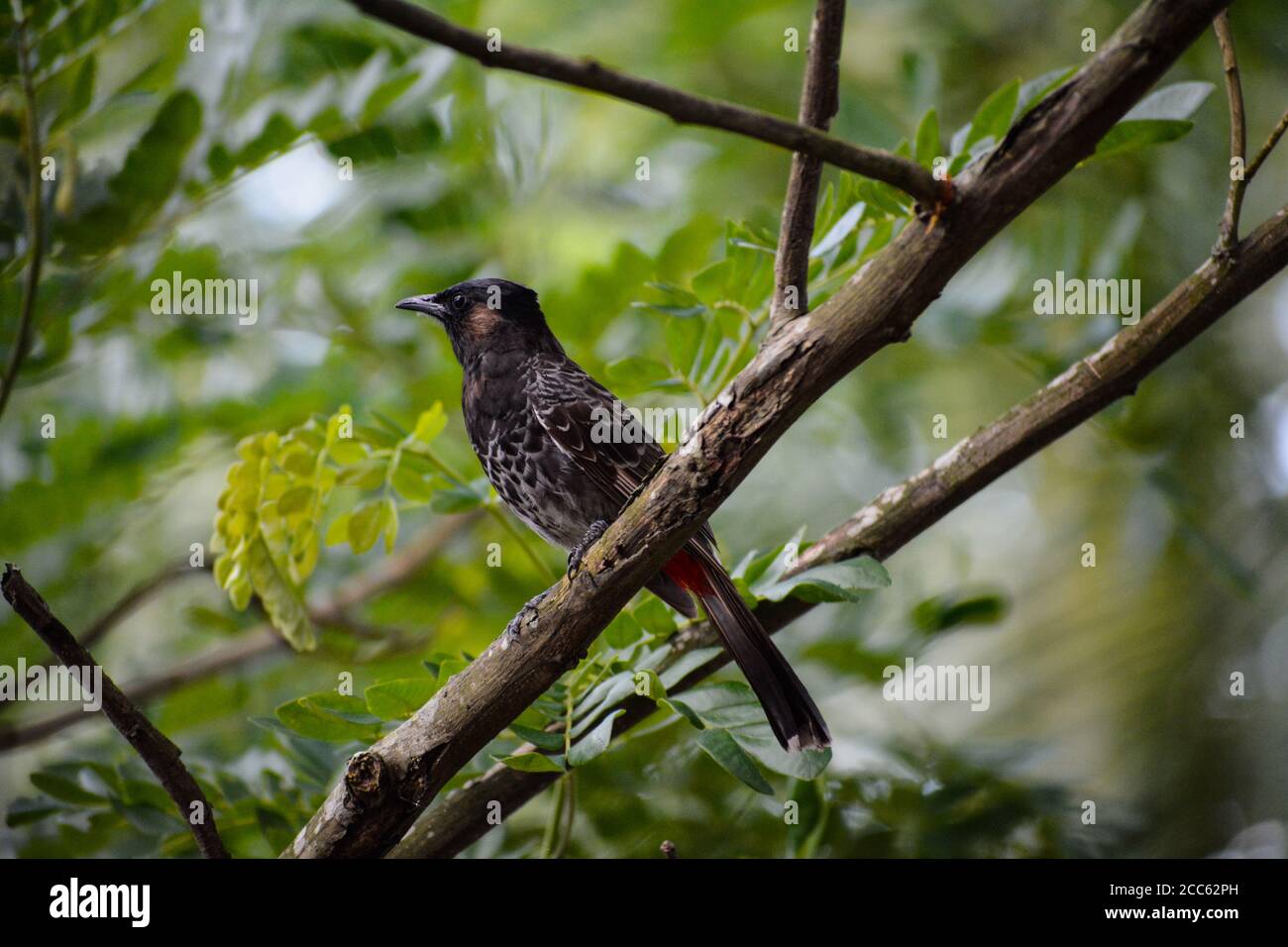 Birds bangladesh hi-res stock photography and images - Alamy