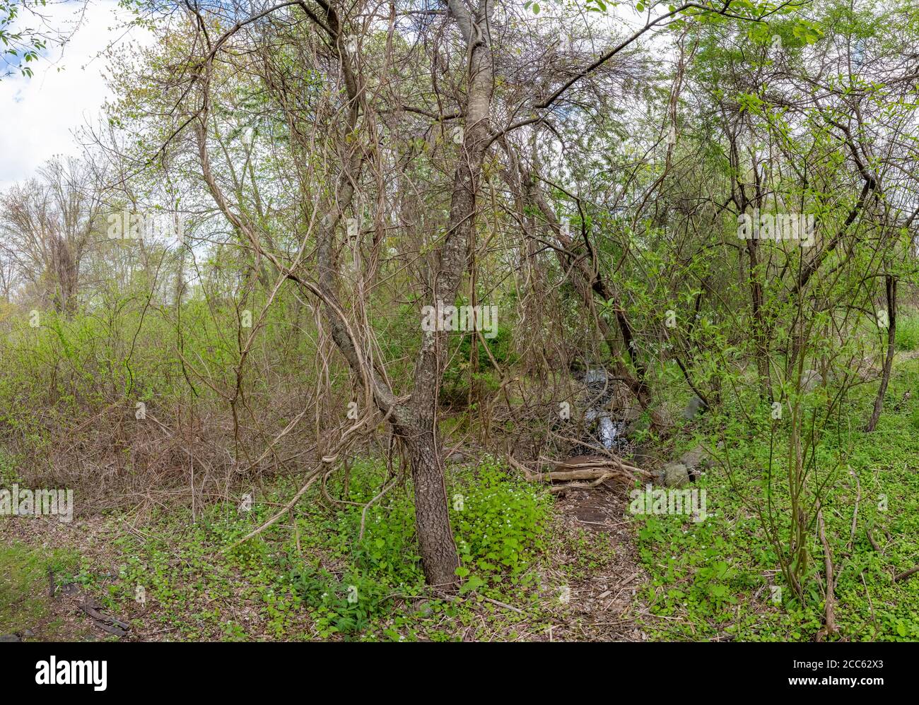 Dunback hi-res stock photography and images - Alamy