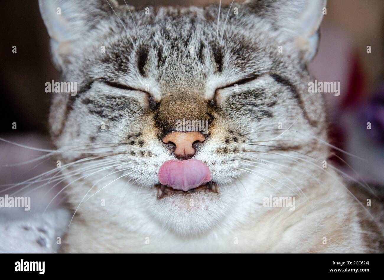 Grey tabby cat tongue hi-res stock photography and images - Alamy