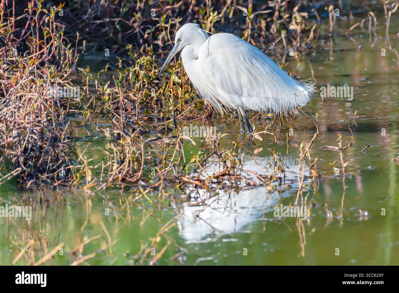 Little Egret (Egretta garzetta) This small white heron is native to ...