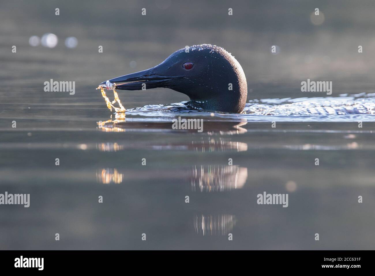 Great northern diver fishing hi-res stock photography and images - Alamy