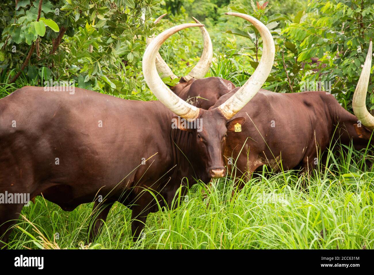 Ankole Cattle High Resolution Stock Photography and Images - Alamy